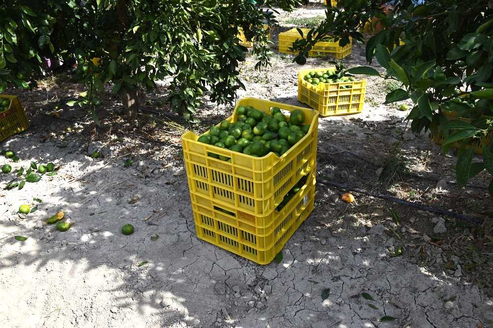 Prerada poljoprivrednih proizvoda biljnog podrijetla – VOĆE – Portal ...